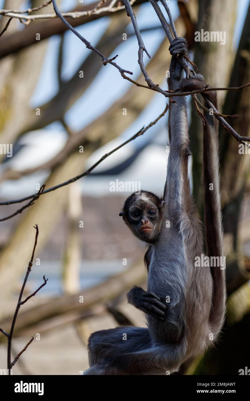 A small monkey hanging from a branch Stock Photo - Alamy