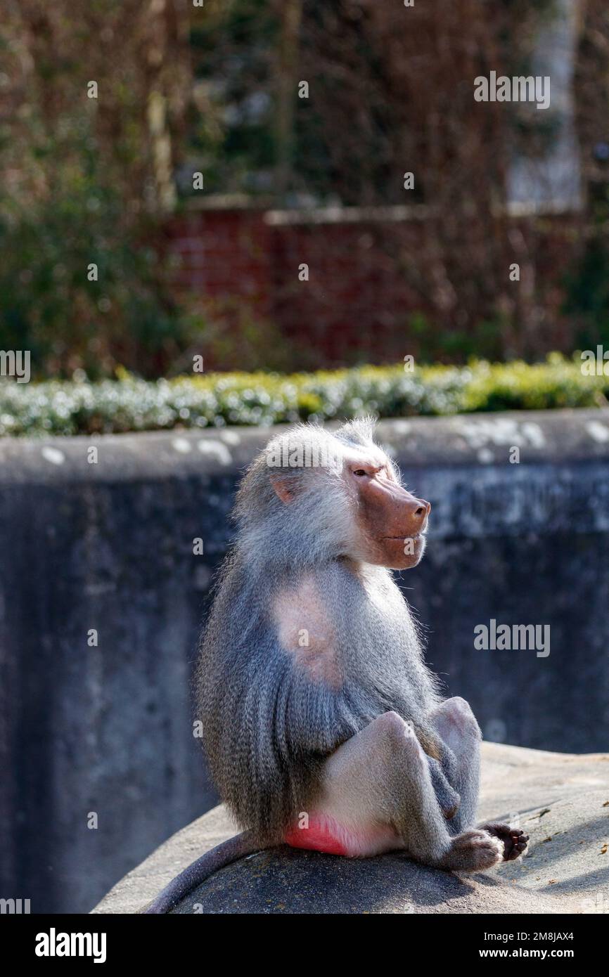 A baboon sitting on a rock in the zoo Stock Photo - Alamy