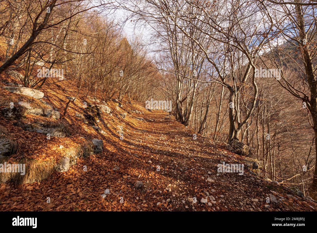 Trekking footpath in winter with beech trees and dry leaves in Italian ...
