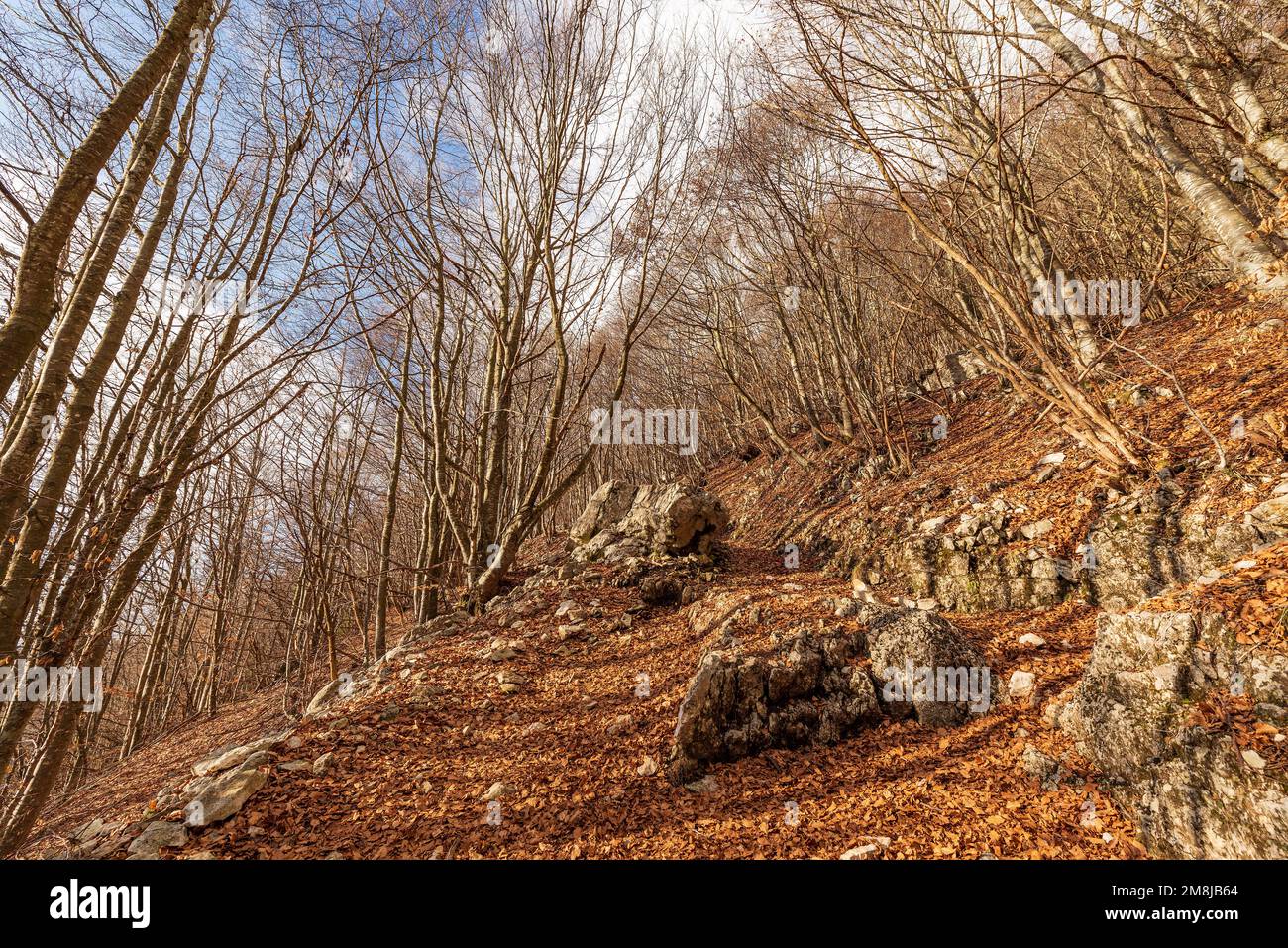 Trekking footpath in winter with beech trees and dry leaves in Italian ...
