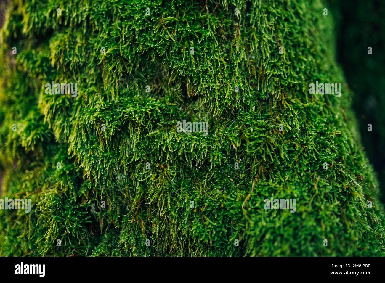 Beautiful green moss in hi-res stock photography and images - Alamy