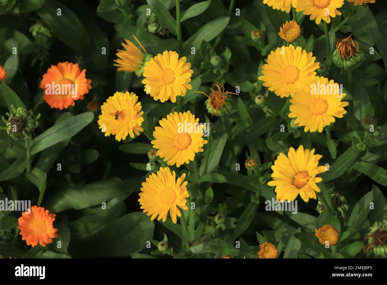 Orange Calendula flower blooming in garden Stock Photo - Alamy