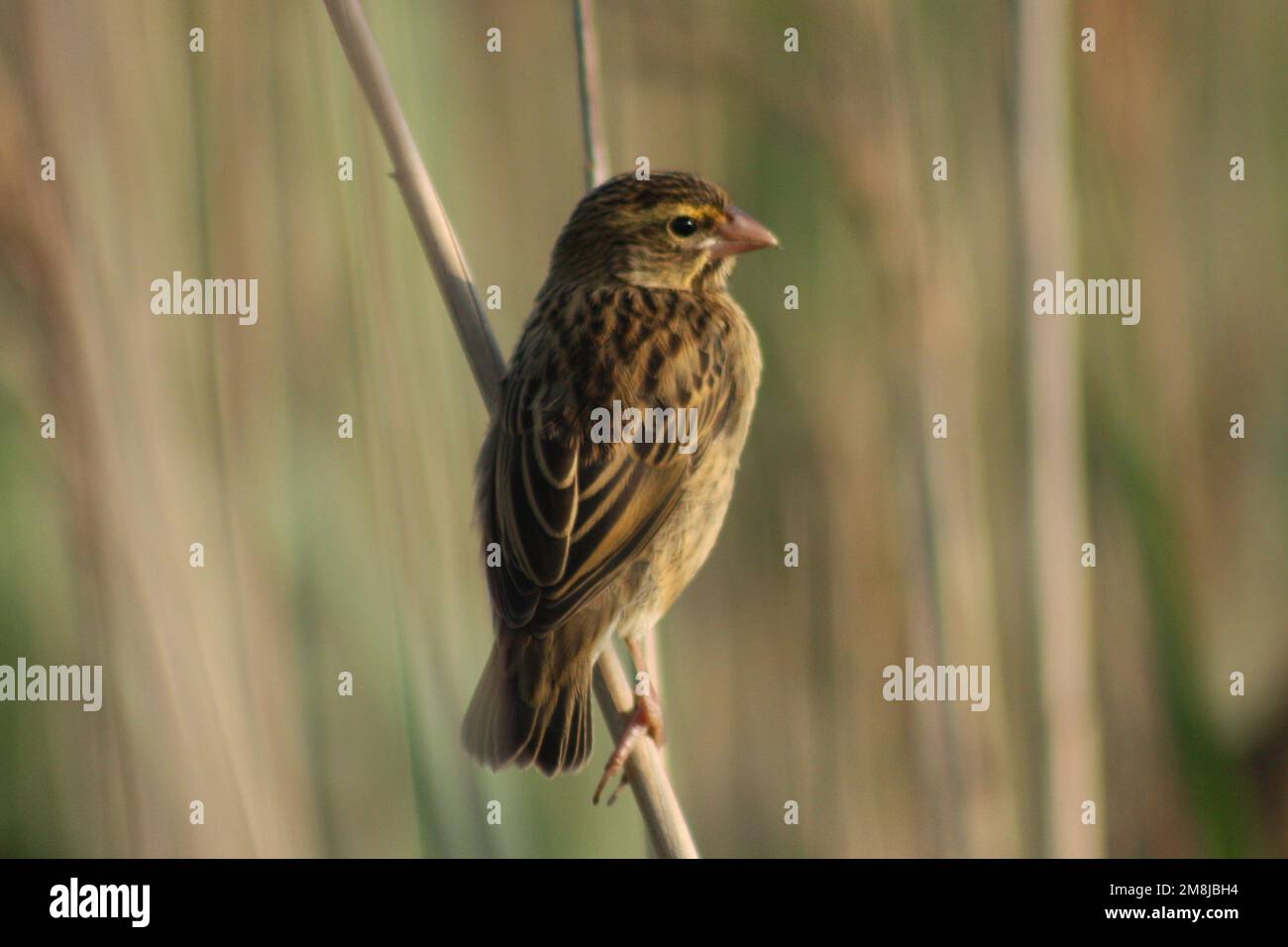 A brown sparrow perching on a branch Stock Photo - Alamy