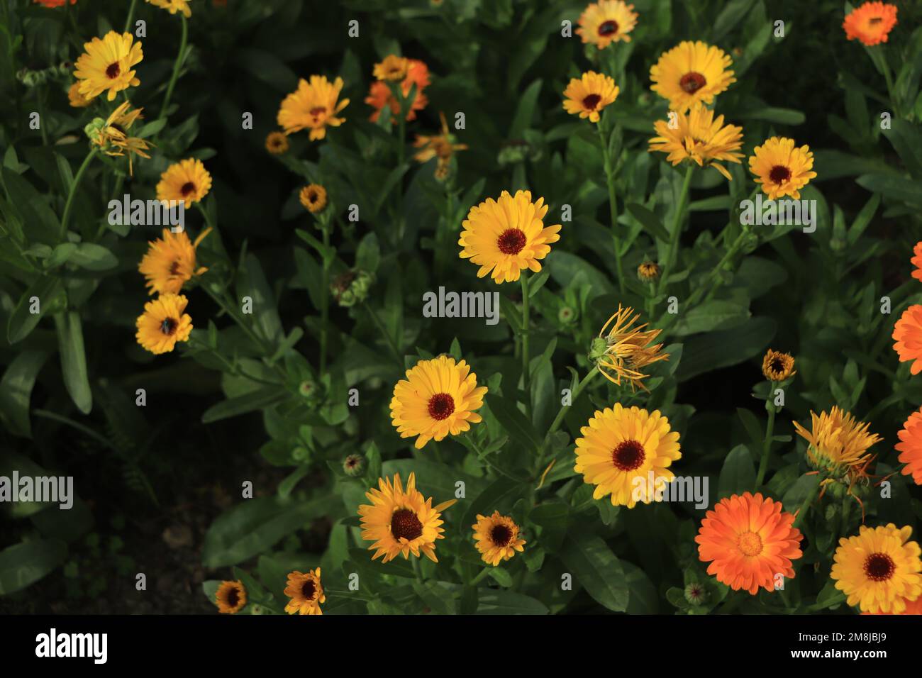 Calendula flower on green nature summer background, selective focus ...