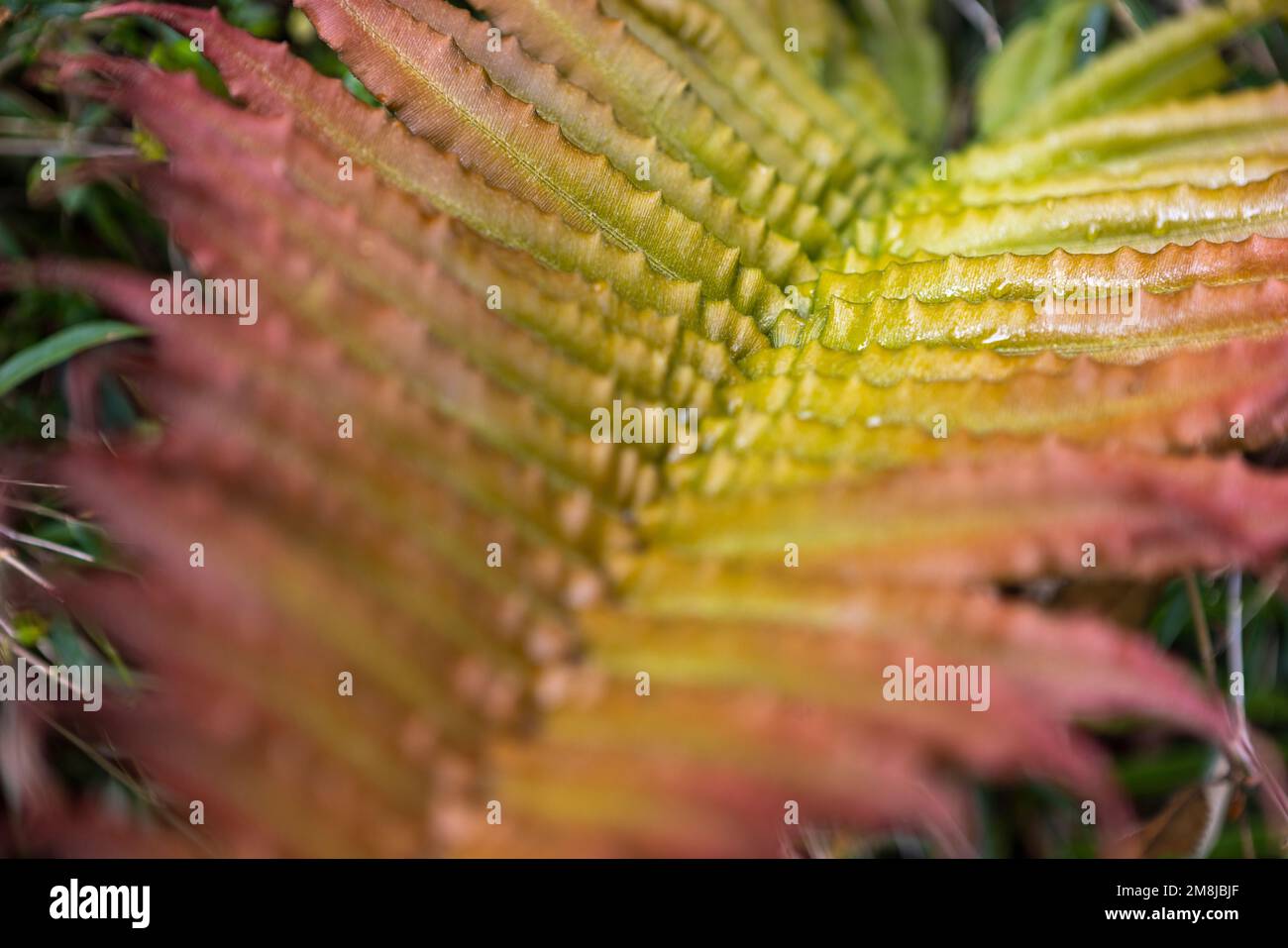 Close up of a colorful fern leaf in a temperate rain forest - hiking ...