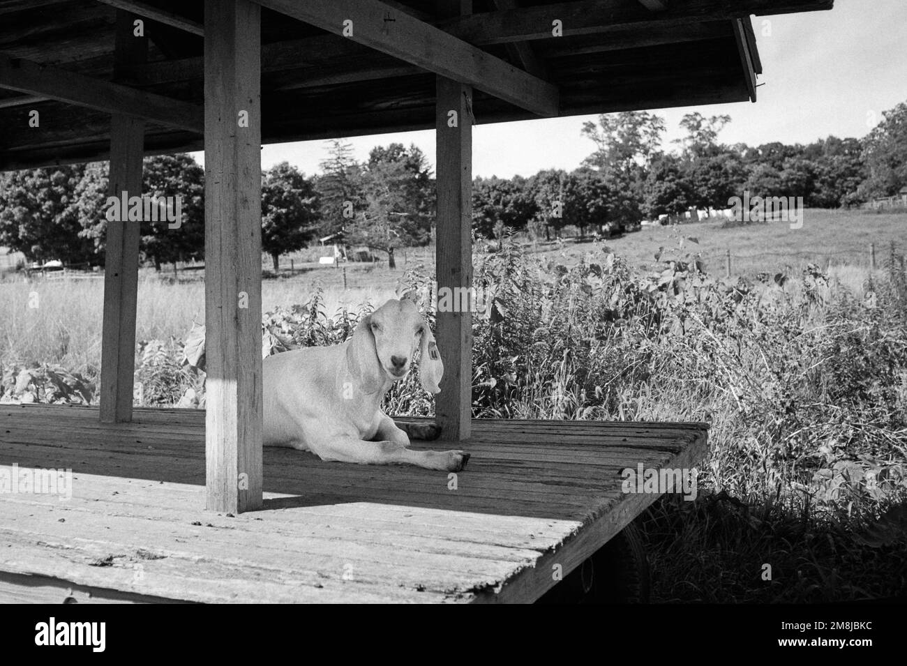A curious white goat sits under the roof of a farm trailer to get out ...
