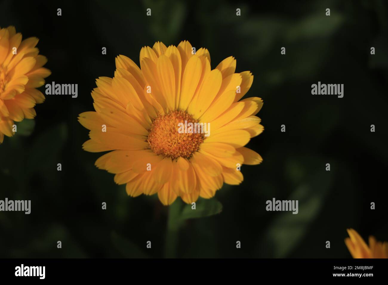 Beautiful Orange Calendula Bud . Blooming marigold flowers. Orange pot ...