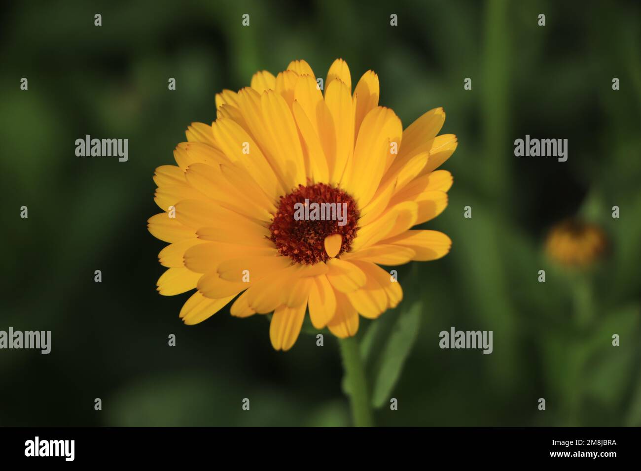 calendula flower orange color in full bloom zoomed in. bud and petals ...