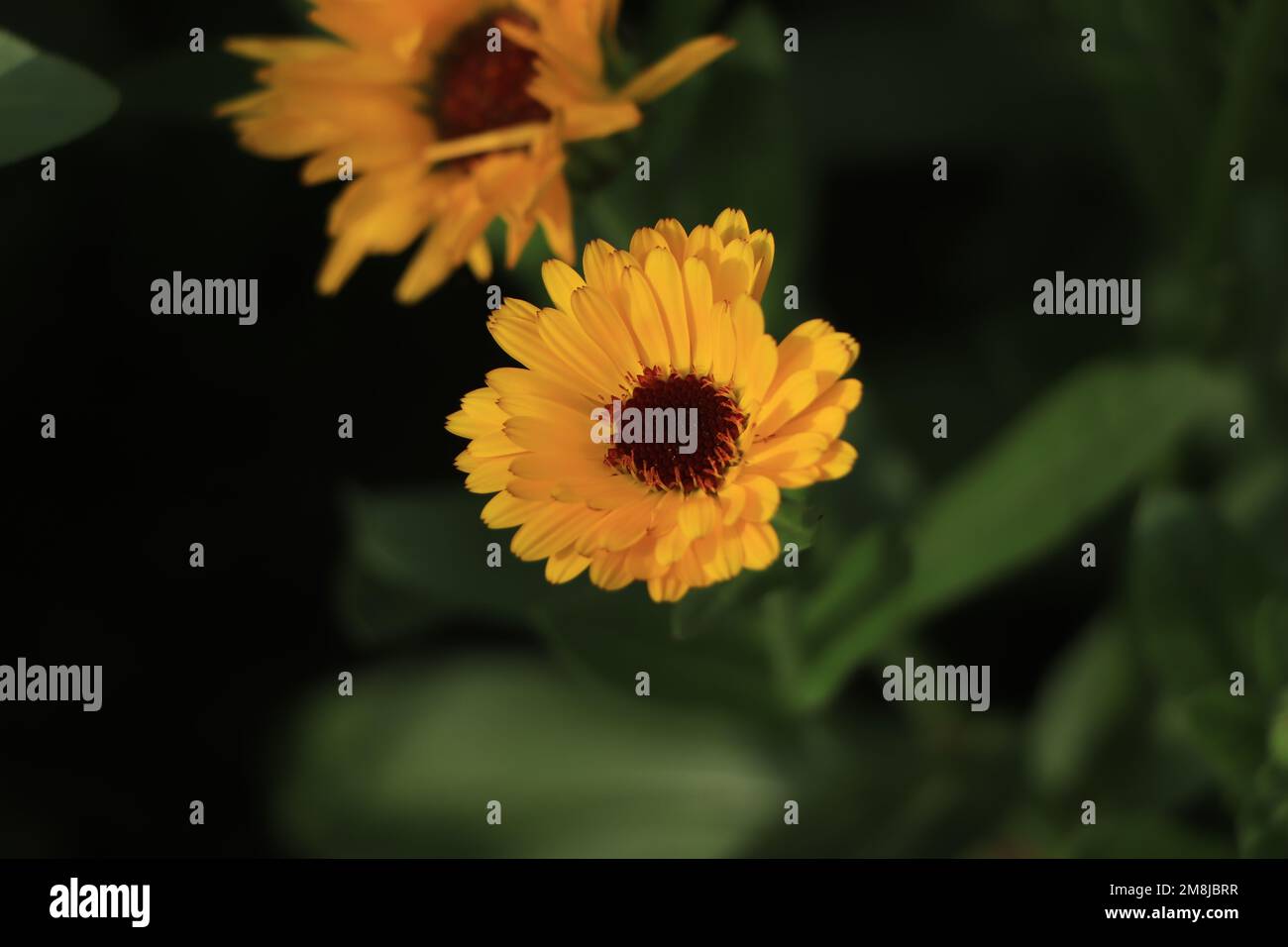 Yellow calendula flower in the garden, top view calendula field Stock Photo - Alamy