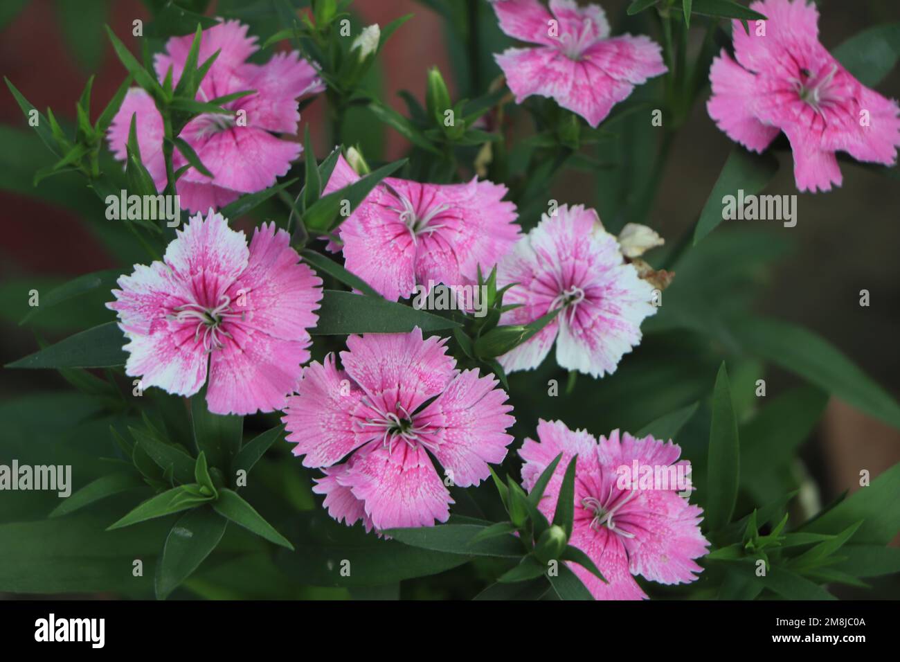 Dianthus gratianopolitanus or cheddar pink flowers Stock Photo - Alamy