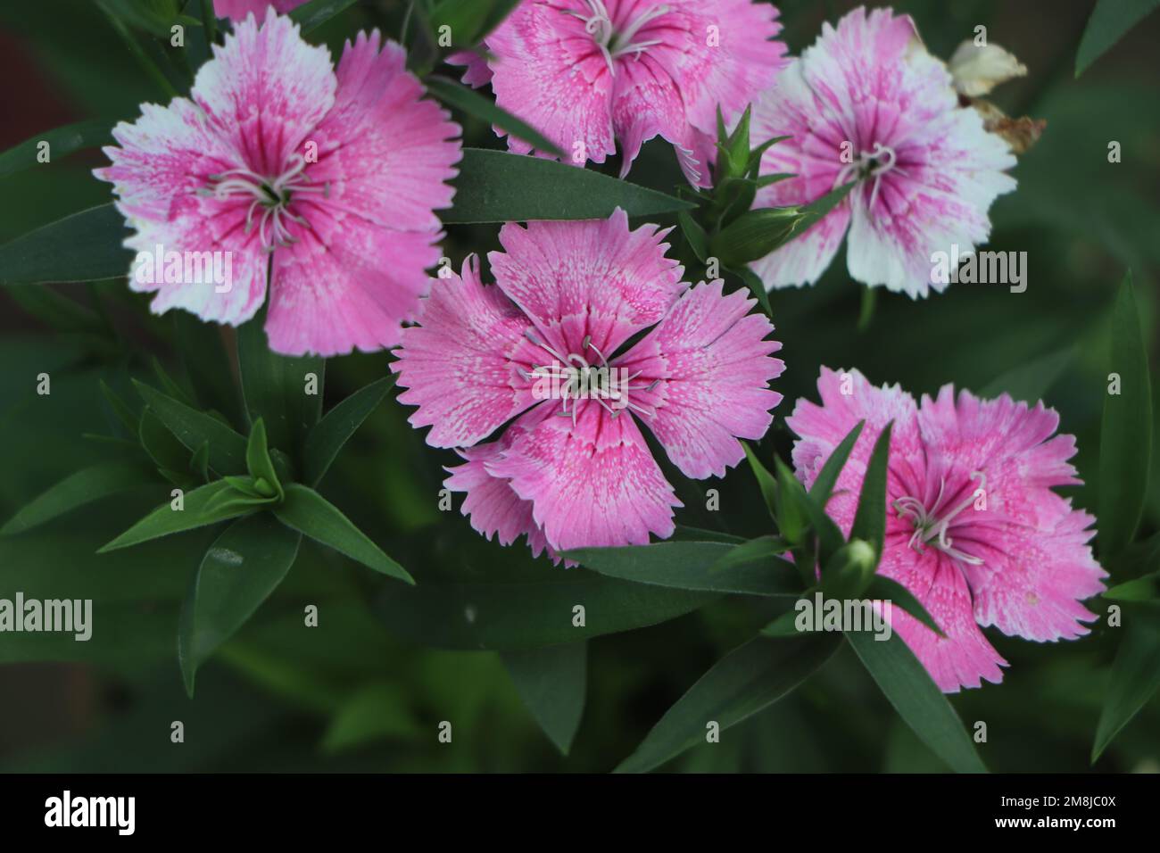 Dianthus gratianopolitanus or cheddar pink many pink flowers Stock ...
