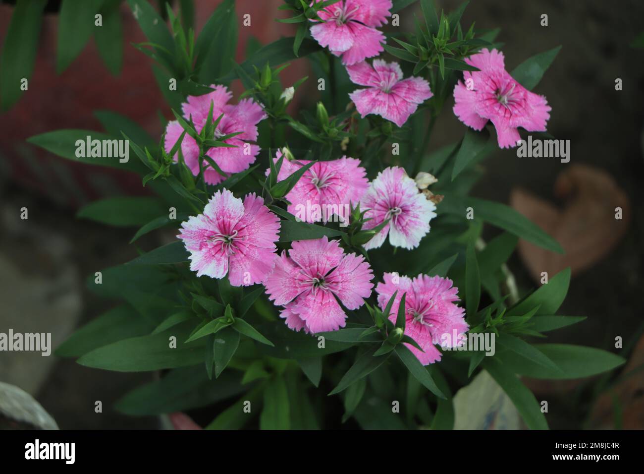 Cheddar Cliff Pink (Dianthus gratianopolitanus) rock garden perennial ...