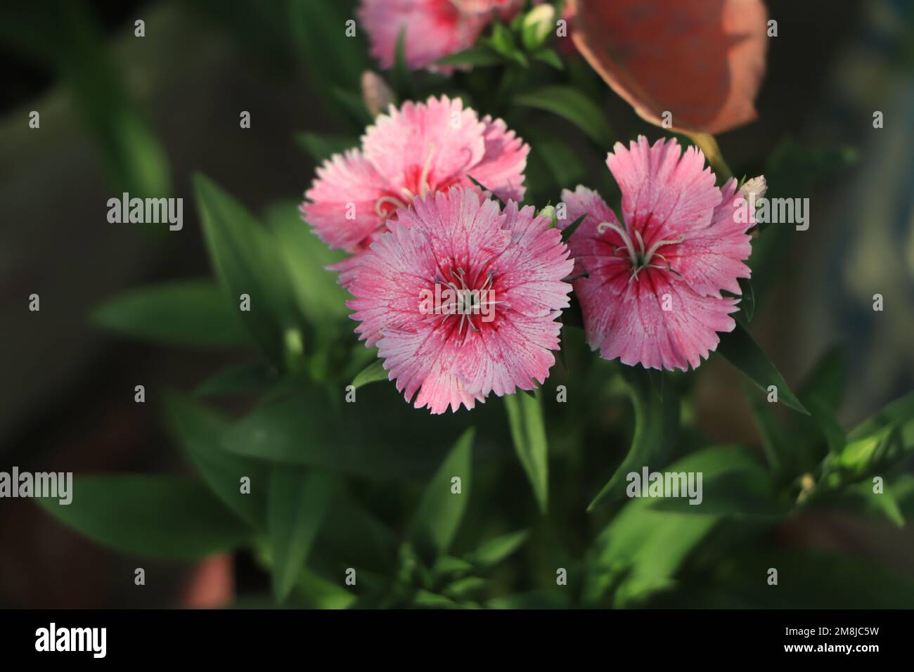 Beautiful Dianthus, perennial Pinks in bright sun Stock Photo - Alamy