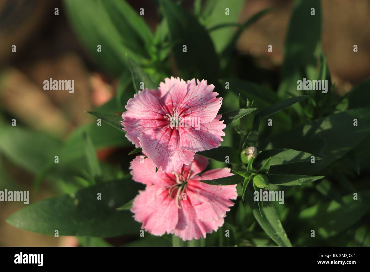 Beautiful Dianthus, perennial Pinks in bright sun Stock Photo - Alamy