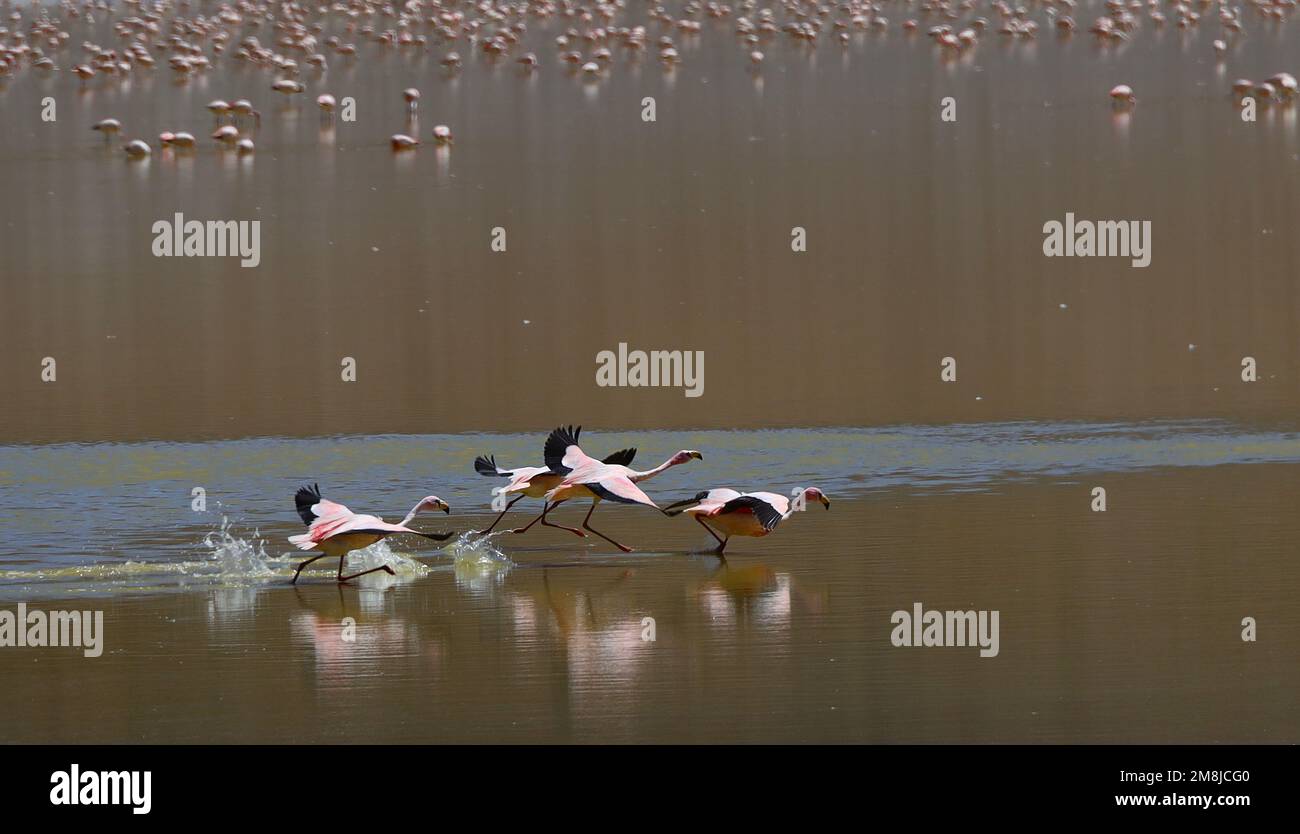 Flamingos take flight in Laguna Grande, Catamarca, Argentina Stock ...