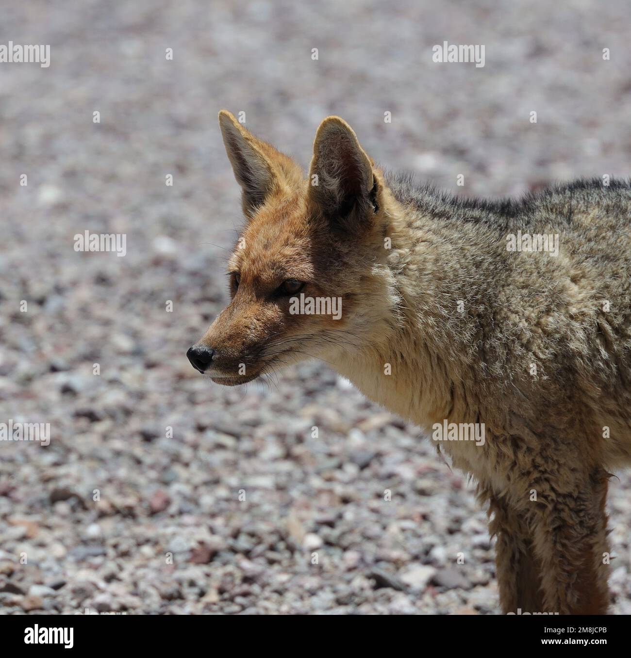 Fox in the Puna Argentina, Catamarca Stock Photo - Alamy