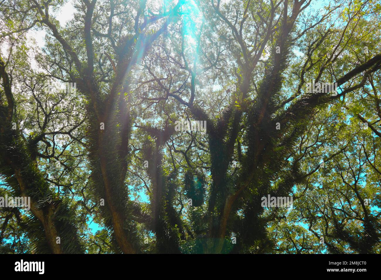 Bottom view of tall old Banyan tree in . Low angle shot of a Banyan ...