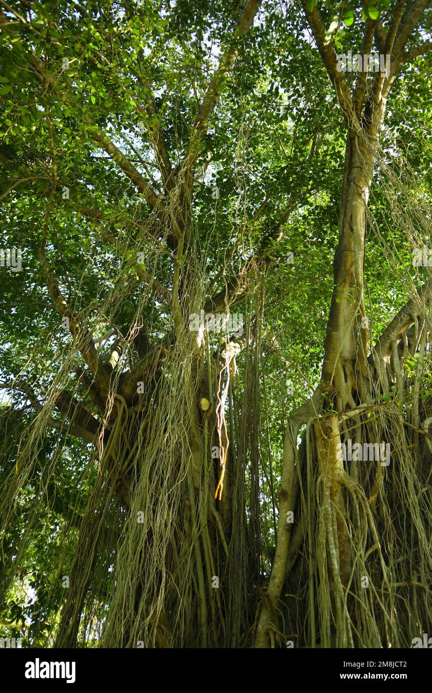 Bottom view of tall old Banyan tree in . Low angle shot of a Banyan ...