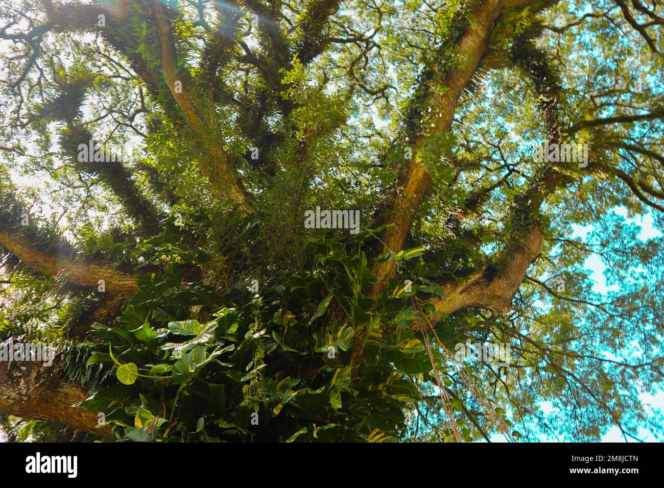Bottom view of tall old Banyan tree in . Low angle shot of a Banyan ...