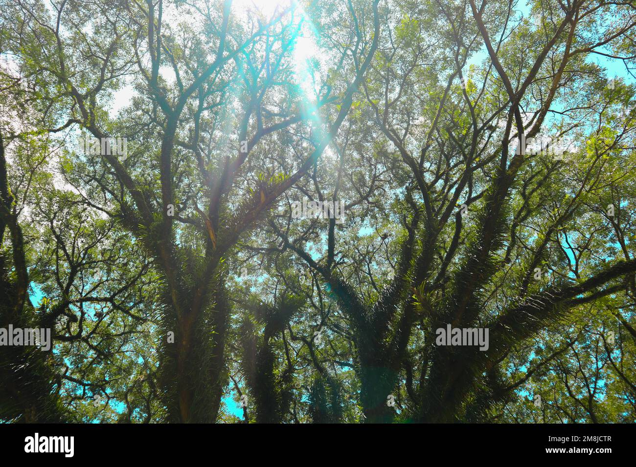 Bottom view of tall old Banyan tree in . Low angle shot of a Banyan ...