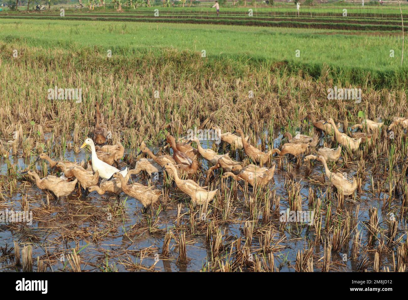 Ducks and geese in the rice fields Stock Photo - Alamy