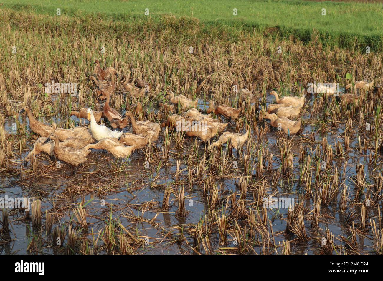 Ducks and geese in the rice fields Stock Photo - Alamy