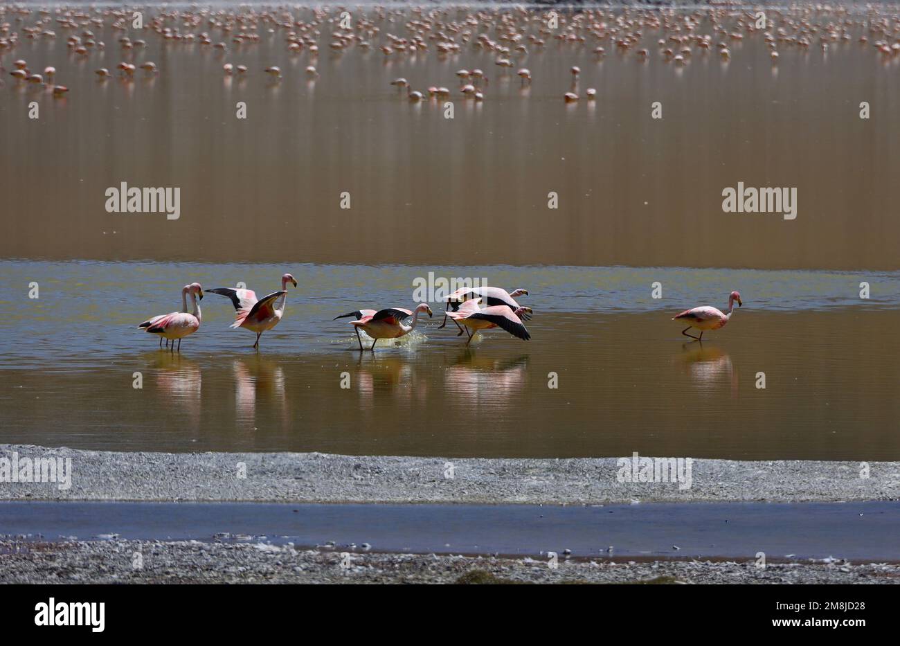 Flamingos take flight in Laguna Grande, Catamarca, Argentina Stock ...