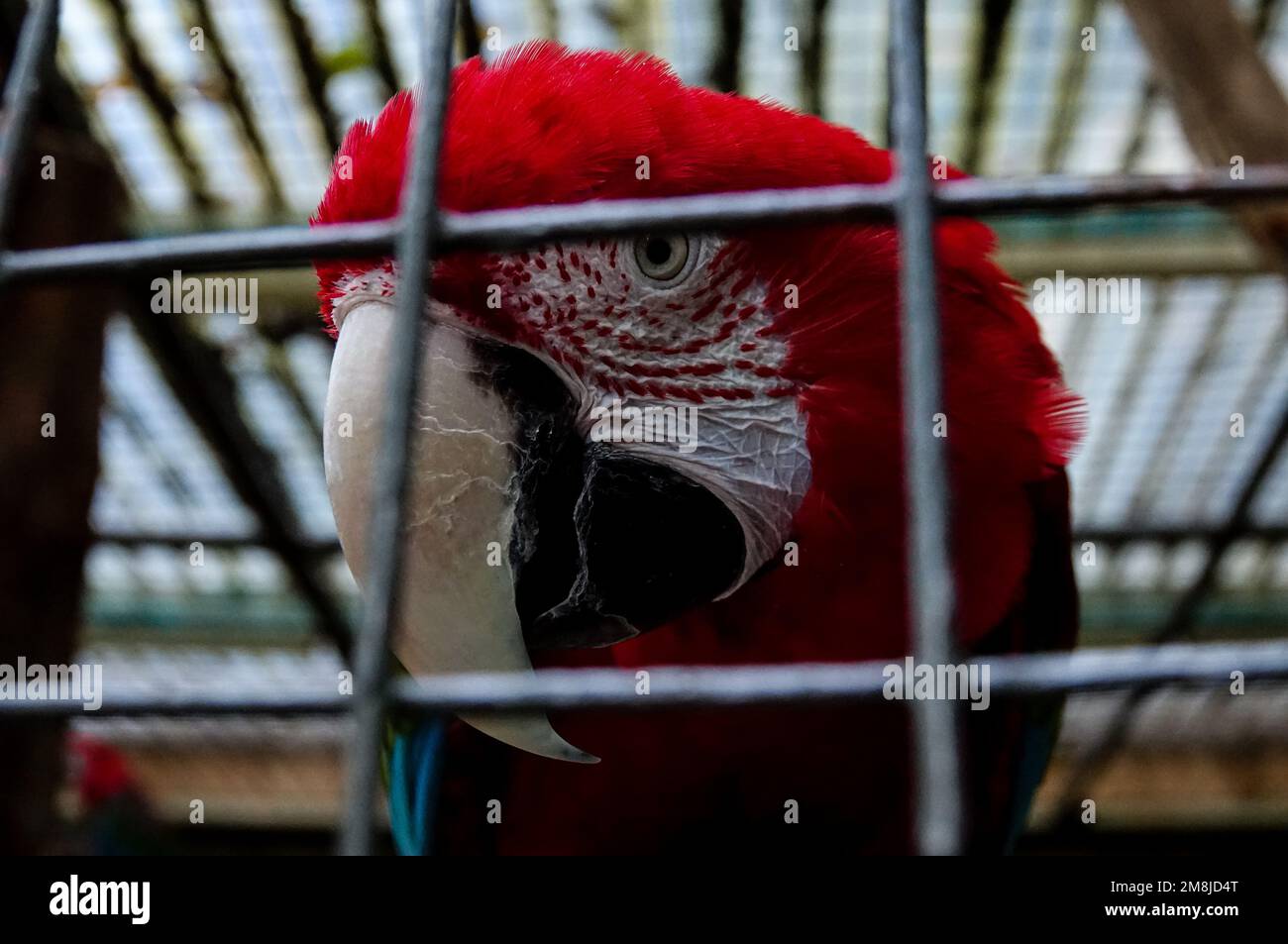portrait of a parrot , image taken in north germany, north europe Stock ...