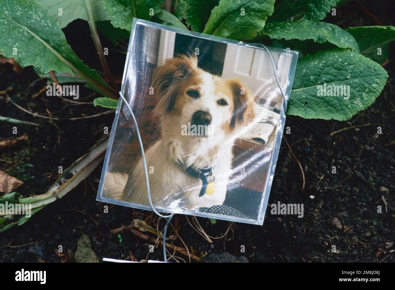 Dog at pet cemetery hi-res stock photography and images - Alamy