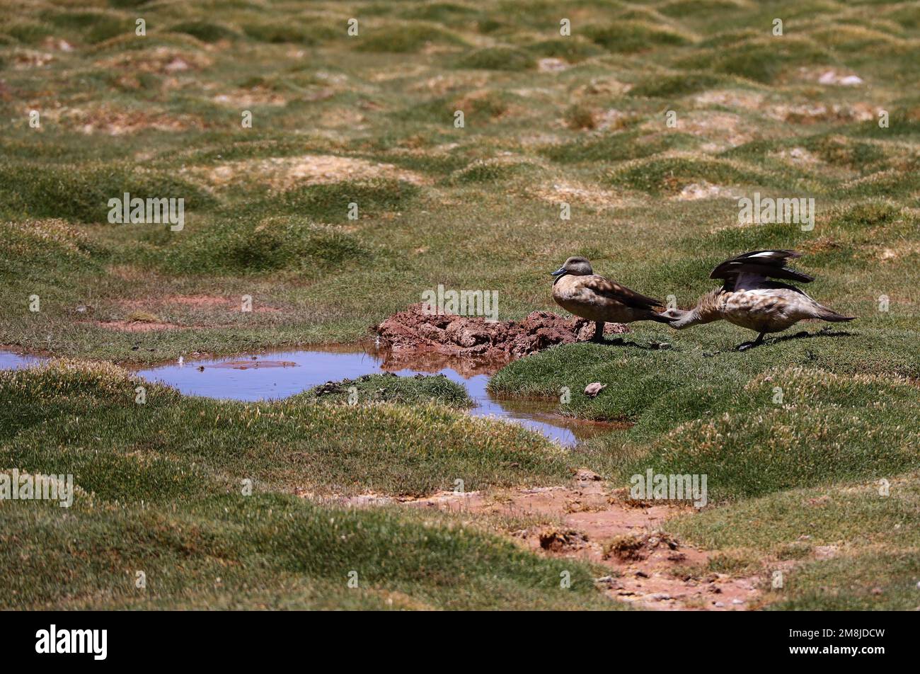 Andean duck hi-res stock photography and images - Alamy