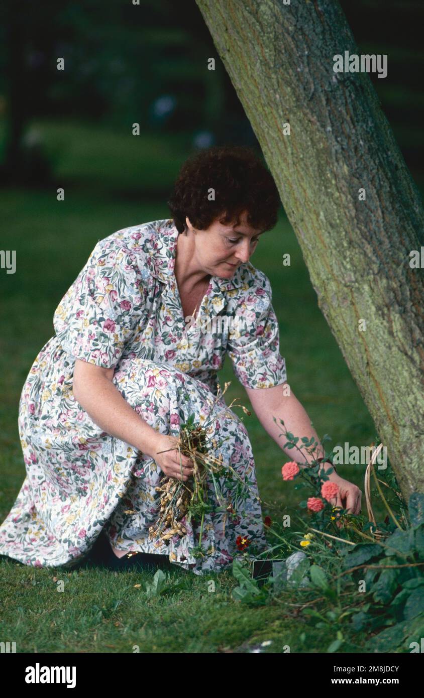 Laying flowers at a pet cemetary, UK Stock Photo - Alamy