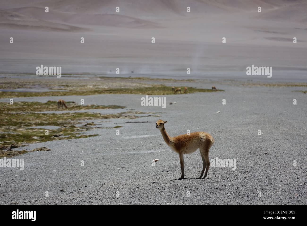 Vicuna in the Puna Argentina Stock Photo - Alamy