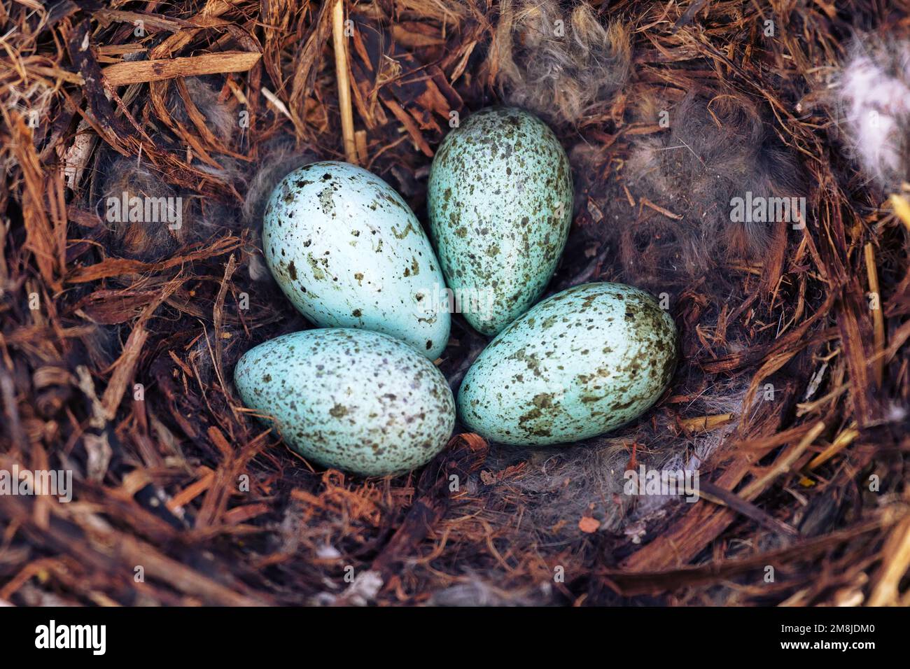 Nidology, study of birds nest. Hooded crow (Corvus cornix) nest. Clutch ...