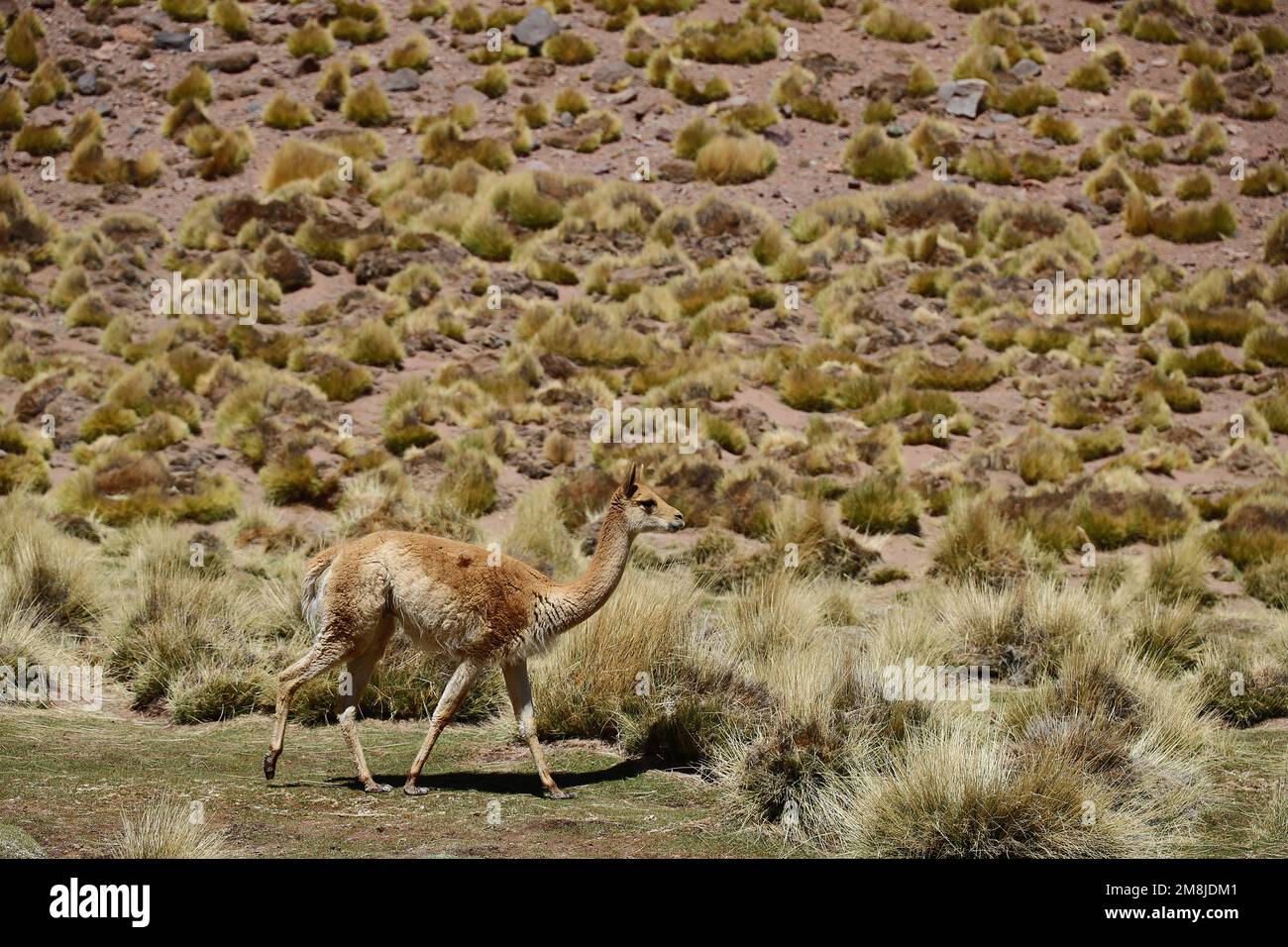 Vicuna in the Puna Argentina Stock Photo - Alamy