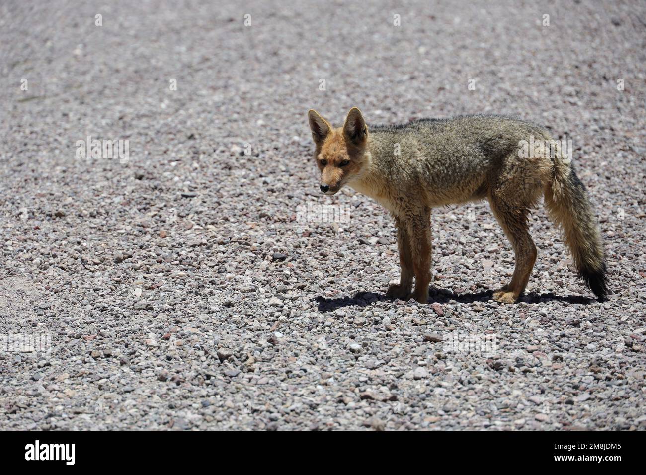 Pampas fox hi-res stock photography and images - Alamy