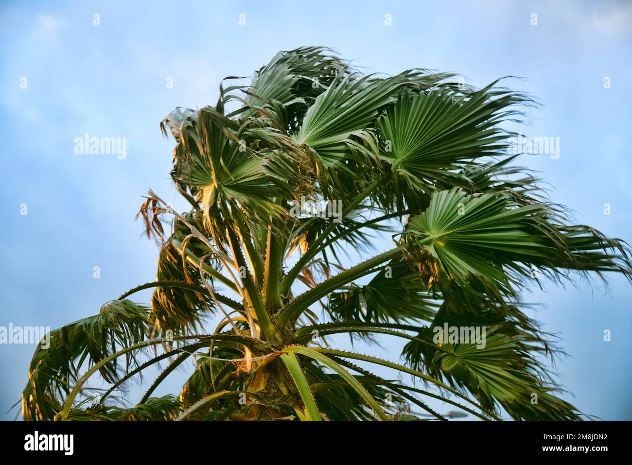 Ruffles trees hi-res stock photography and images - Alamy