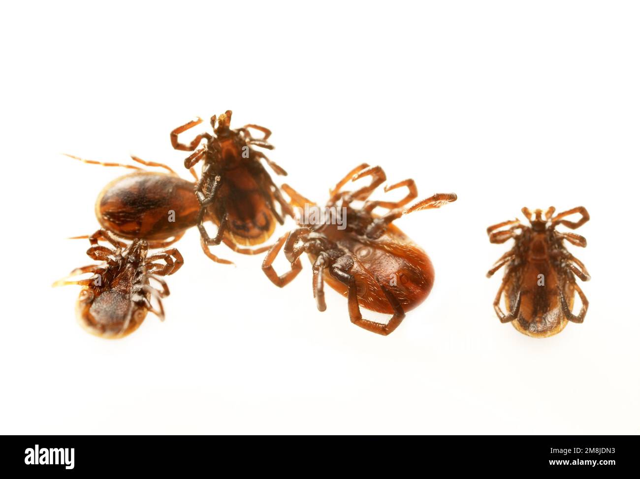 Disease super spreader hi-res stock photography and images - Alamy