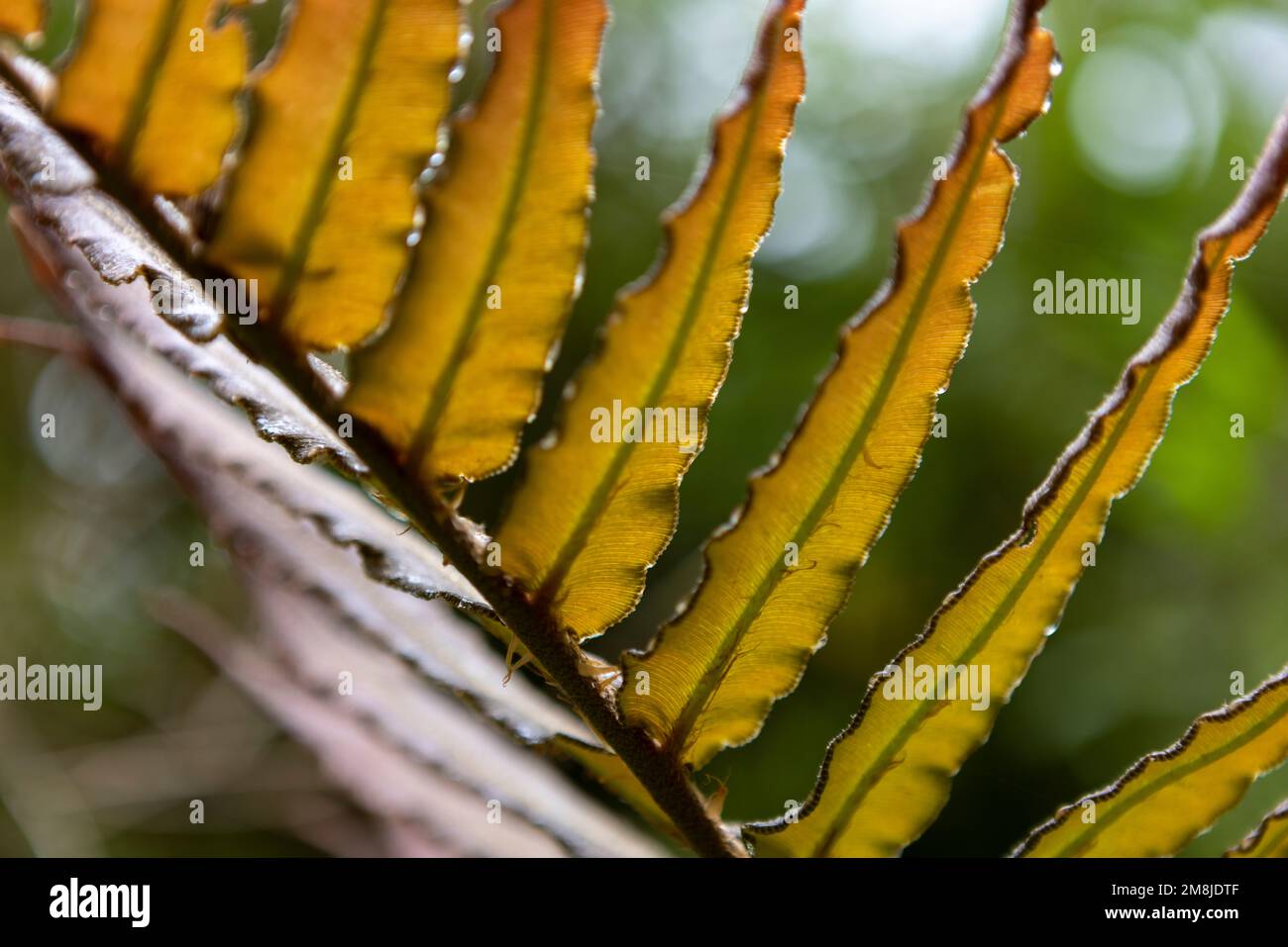Close up of a fern leaf in a temperate rain forest - hiking the Sendero ...