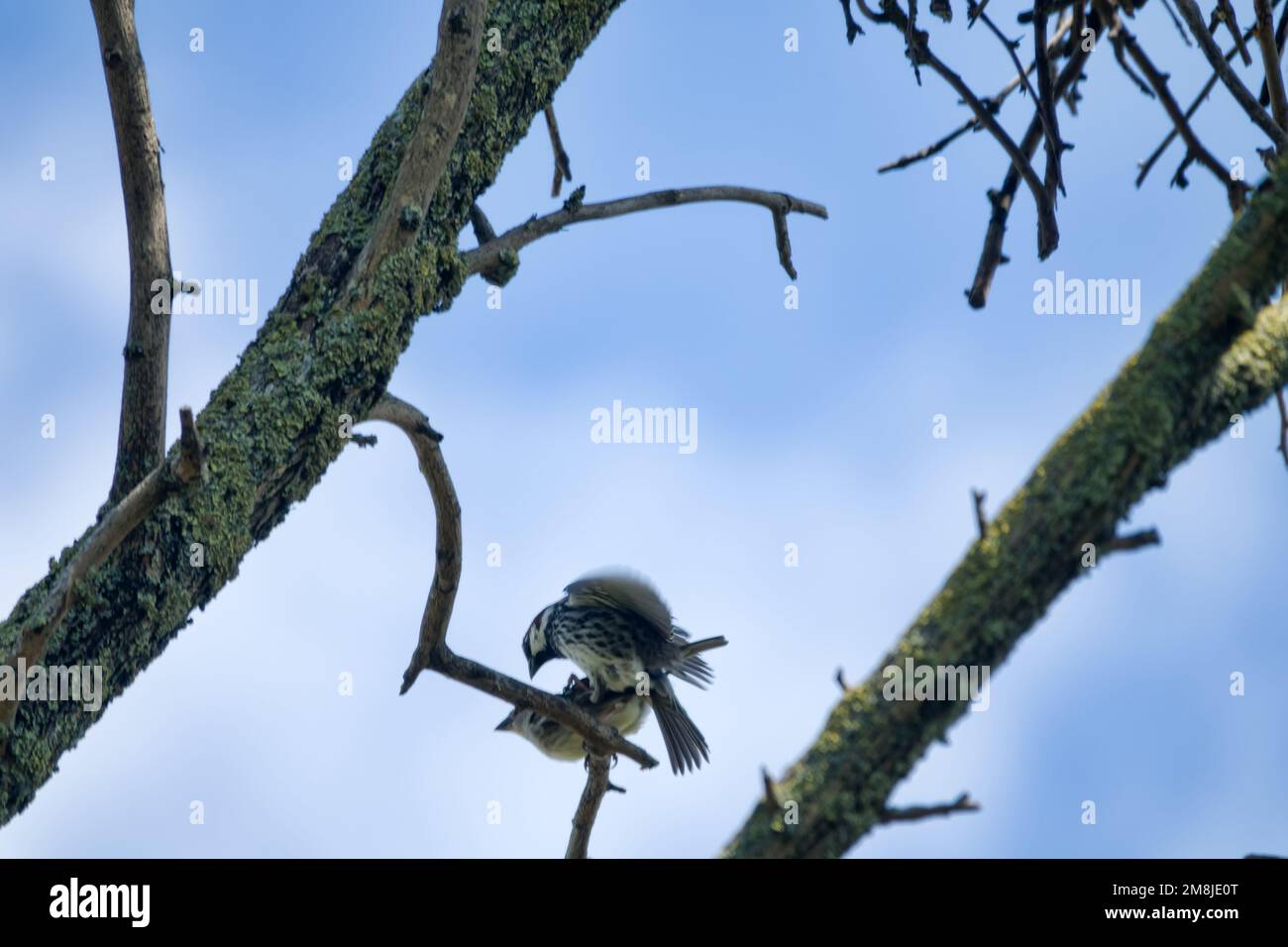 Nesting behavior. Courtship and copulation of Spanish sparrows (Passer ...