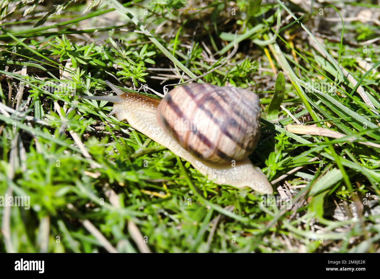 Snail machine hi-res stock photography and images - Alamy