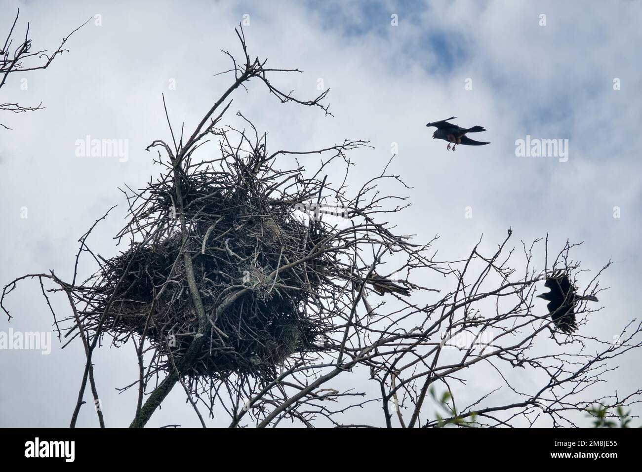 Red-footed falcon (Falco vespertinus) nesting in a colony of rooks. The ...