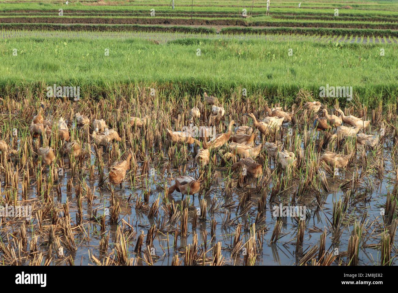Ducks and geese in the rice fields Stock Photo - Alamy