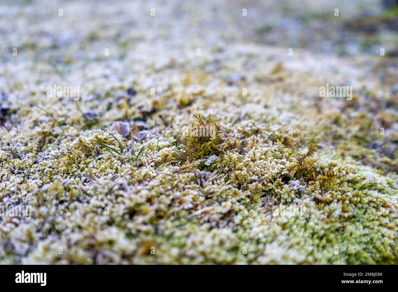 Alpine moss hi-res stock photography and images - Alamy