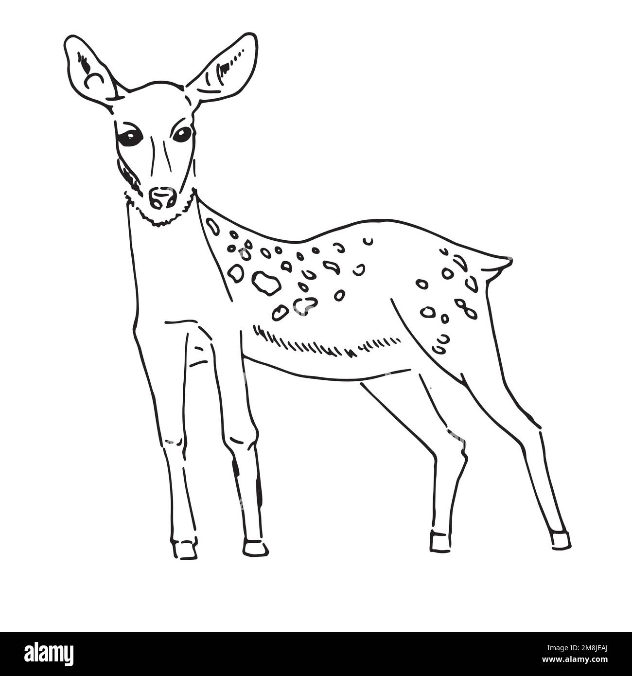 Hand drawn vector of fawn isolated on white background. Black and white ...