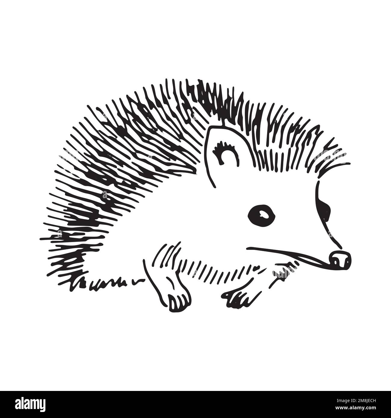 Set of hedgehogs on white background. Vector hand-drawn doodle ...