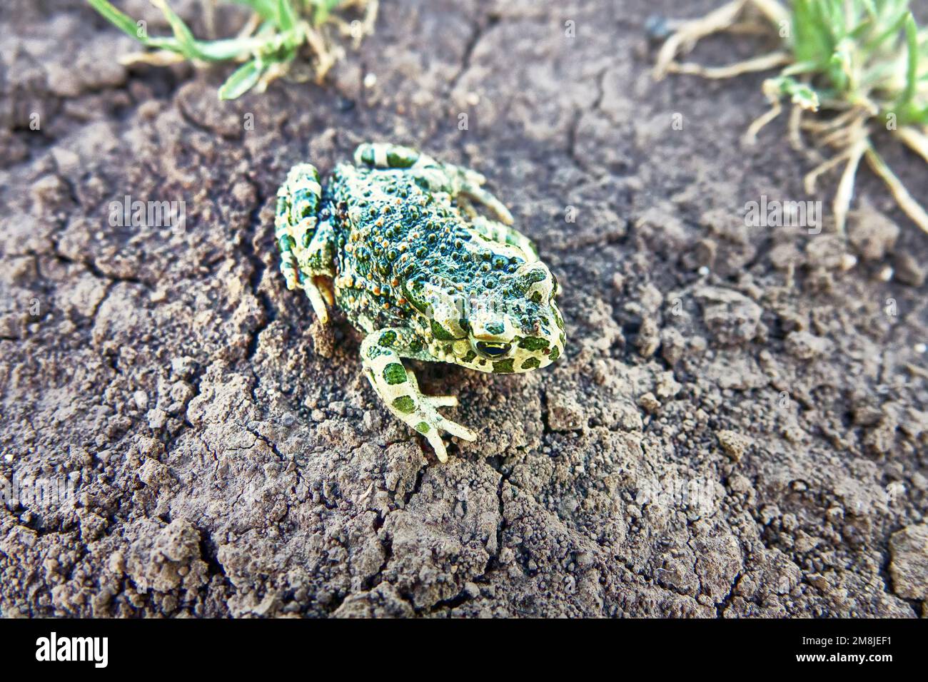 A young European green toad (Variable toad, Bufo viridis) on dry land ...