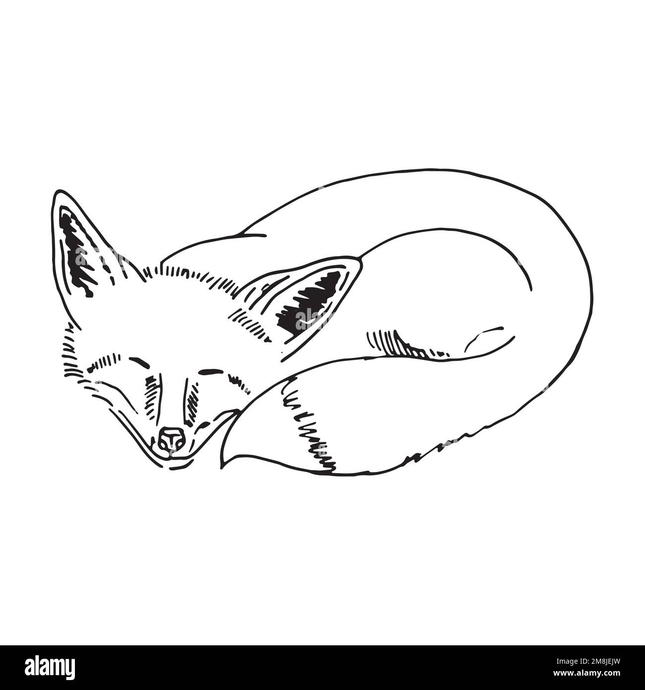 Vector hand drawn illustration of sleeping fox isolated on white ...