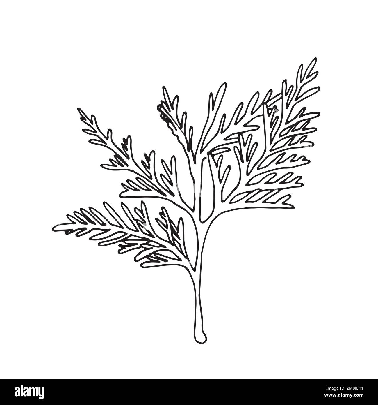 thuja tree branch. on a white background isolate. eps 10 vector stock ...