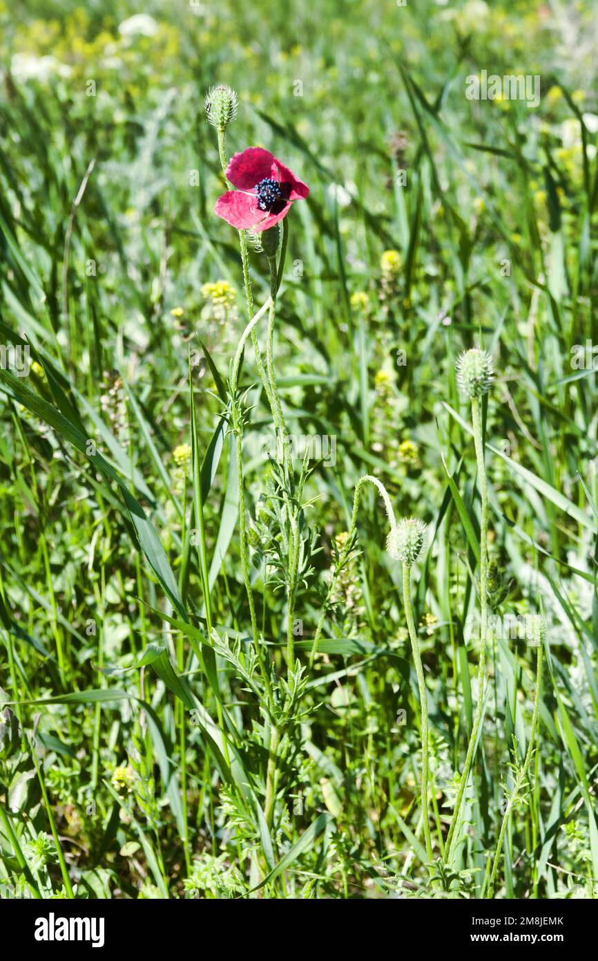 Hybrid Poppy (Papaver hybridum) with blue pollen. Long-term fallow on ...