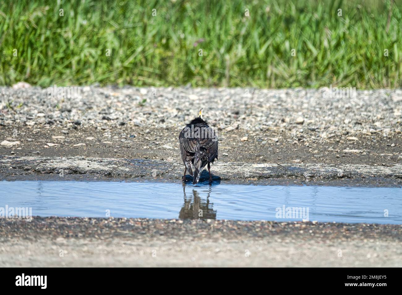 Starling road hi-res stock photography and images - Alamy